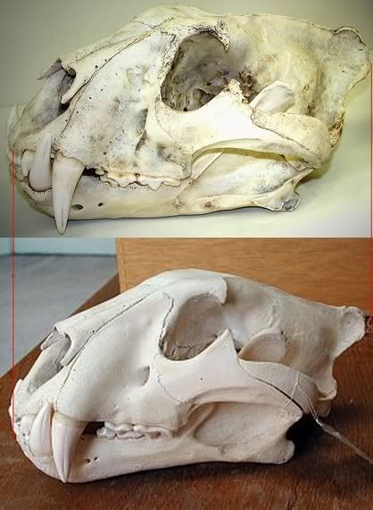 Relationships Between Skull Length And Canine Size AP Diameter In Relationships Between Skull Length And Canine Size AP Diameter In