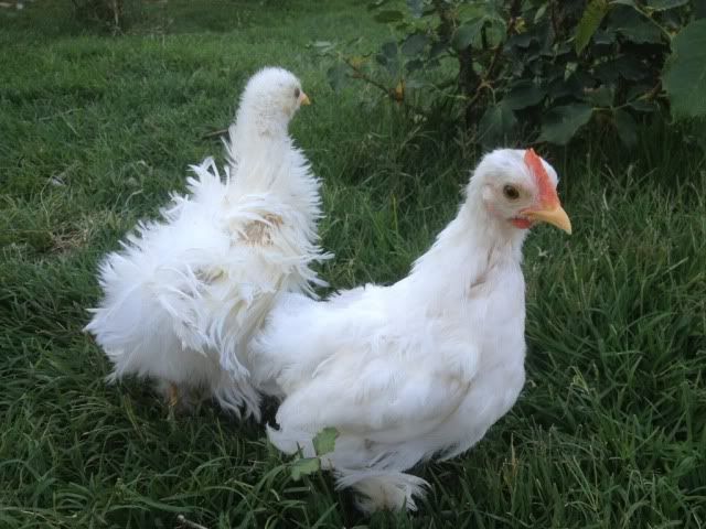 Show Quality Bantam White Cochins- Smooth and Frizzled | BackYard Chickens - Learn How to Raise ...
