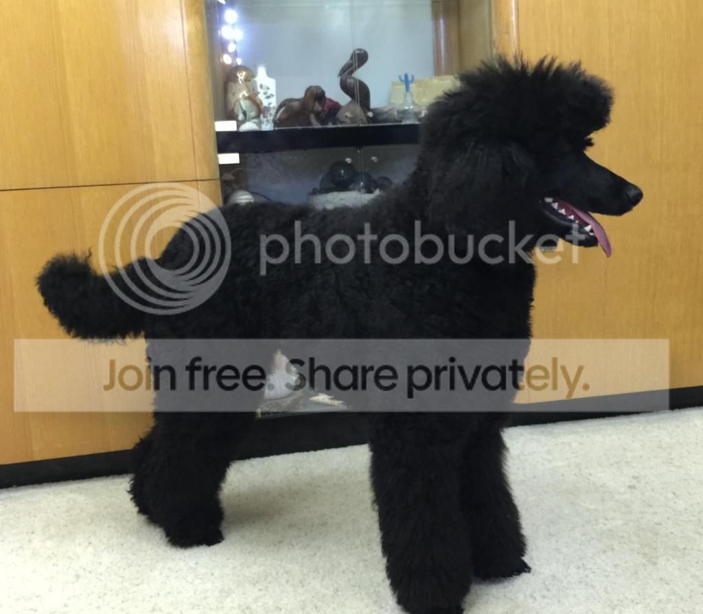Pictures of undocked poodle tails | Poodle Forum