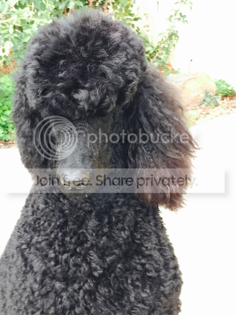 Ear hair growth - example | Poodle Forum