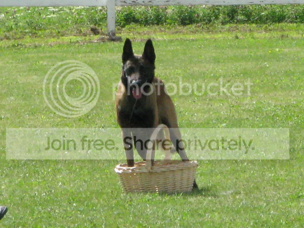 Targeting for the French Ring Dog | Working Dog Forums