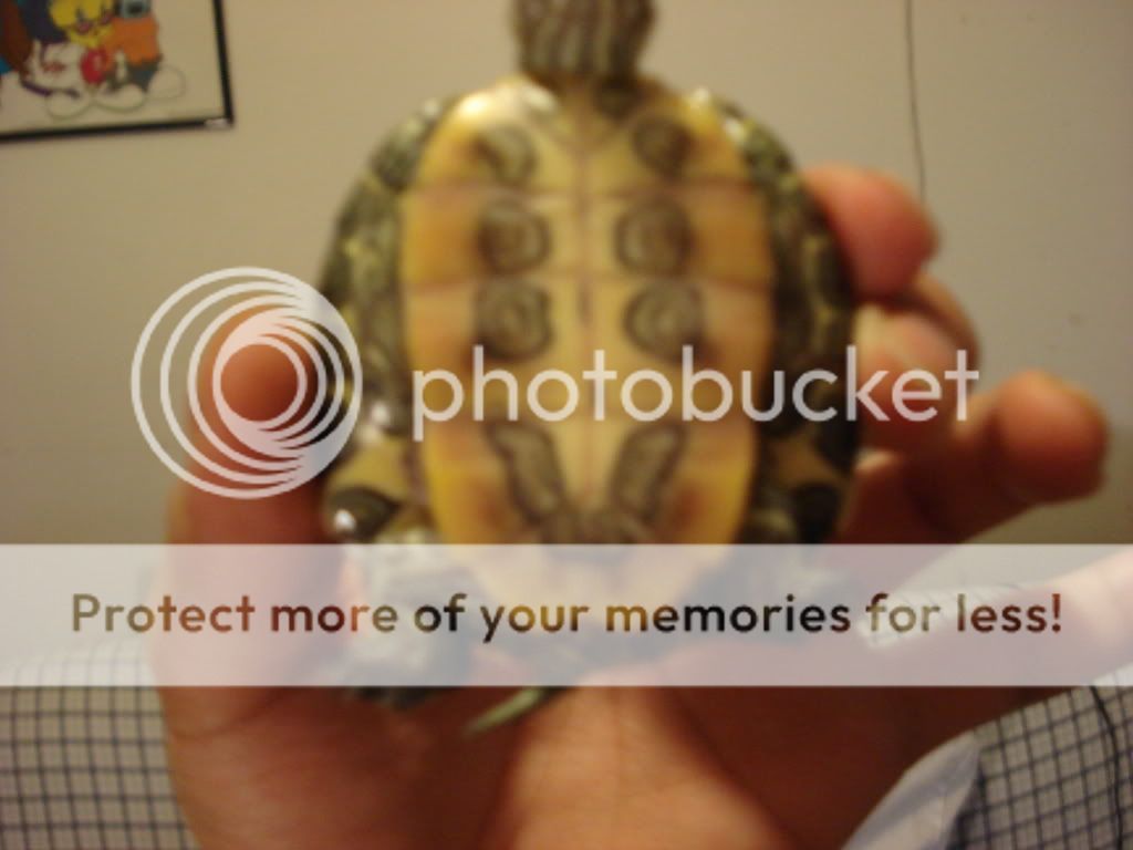Redearslider.com :: View topic - turtle bellies discolored