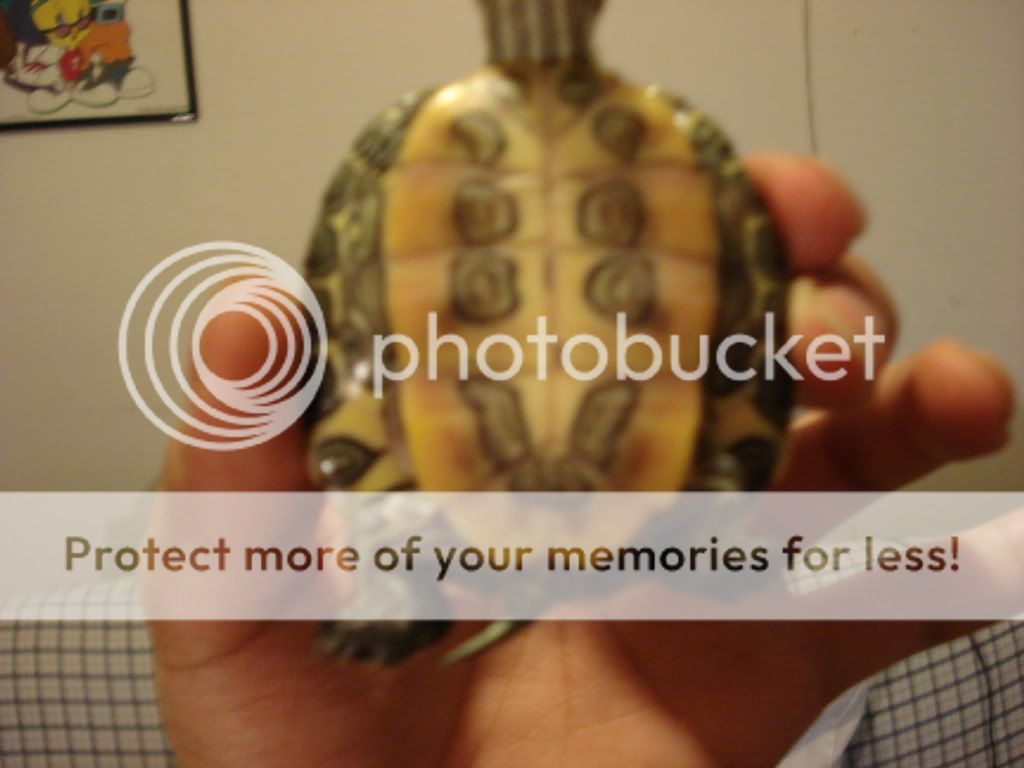 Redearslider.com :: View topic - turtle bellies discolored