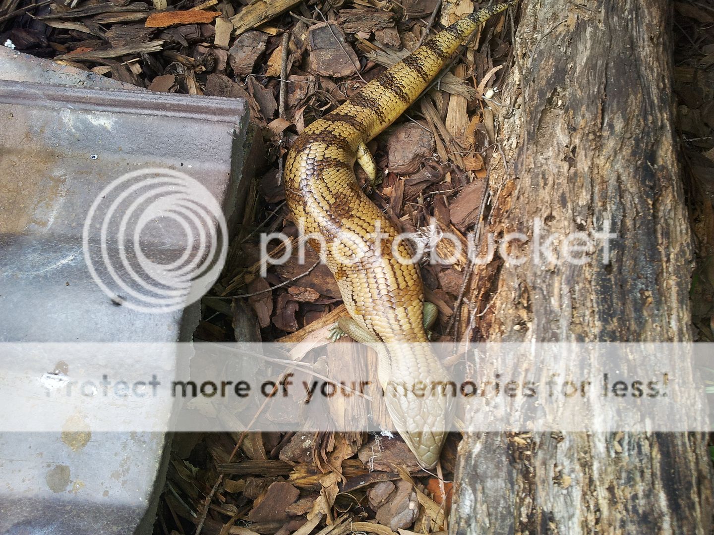 Bluey Then and now photos | Aussie Pythons & Snakes Forum