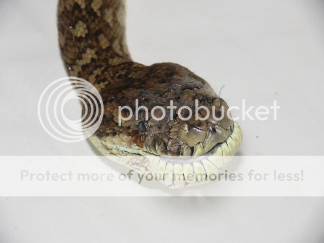 Swollen face | Aussie Pythons & Snakes Forum