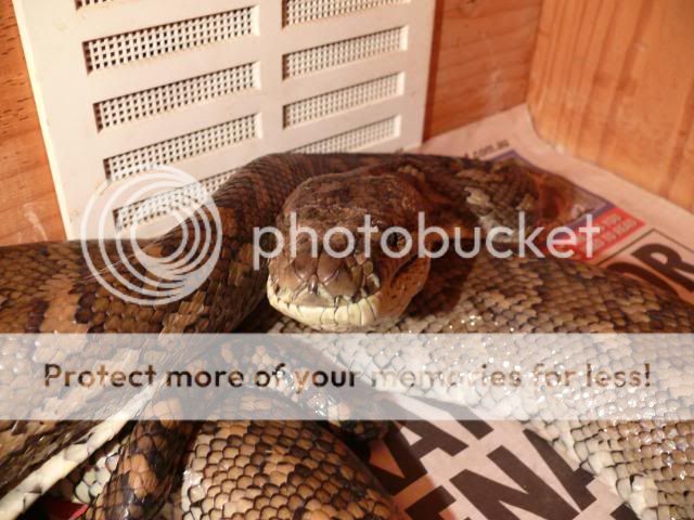 Swollen face | Aussie Pythons & Snakes Forum