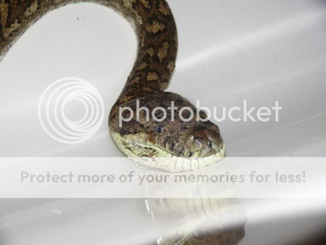 Swollen face | Aussie Pythons & Snakes Forum