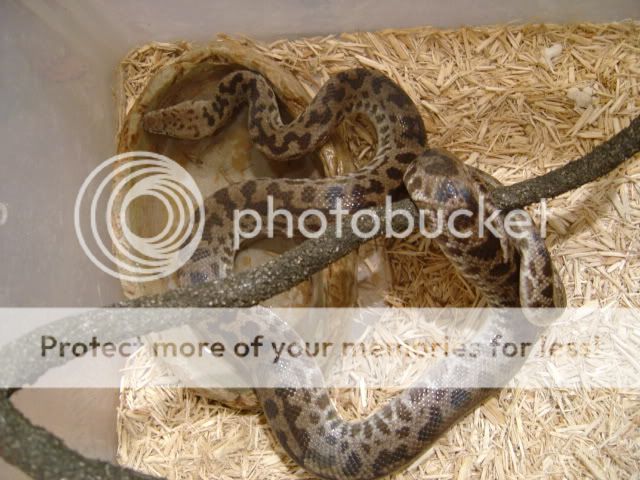 Spotted python for sale SOUTHAMPTON!! | Reptile Forums