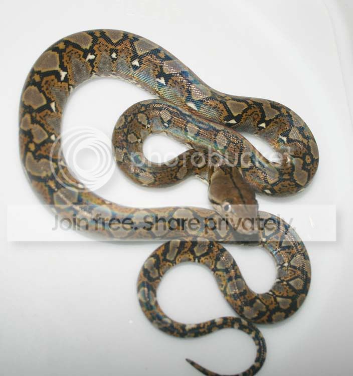 Can anyone help me to ID this retic please!! | Reptile Forums