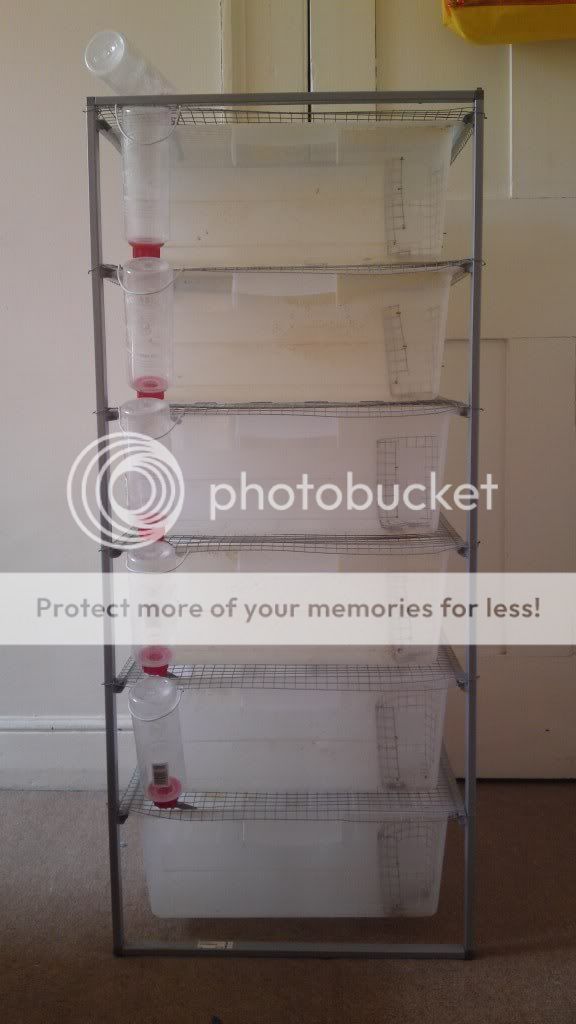 SW England - some DIY rat or mice racks for sale | Reptile Forums