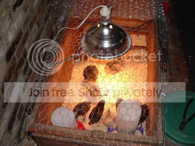 BROODER thread! Post pics of your brooders! | Page 11 | BackYard ...