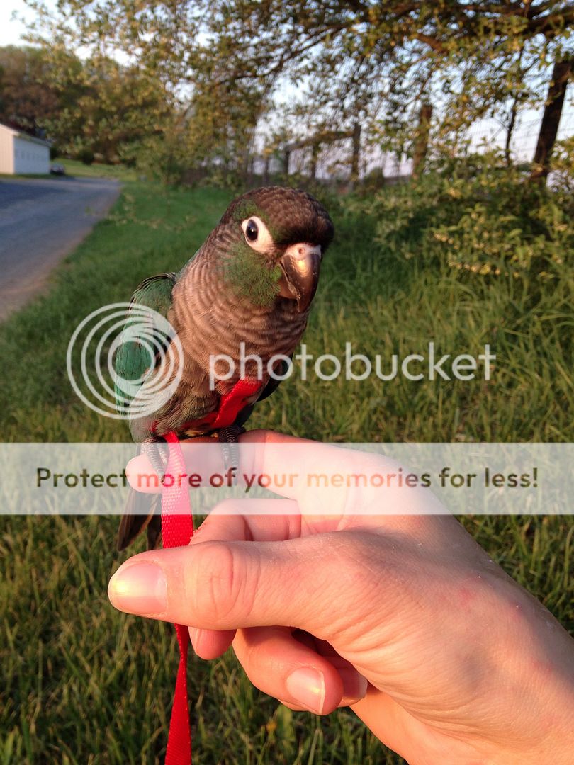 Loki wore his harness outside! | Parrot Forum 🦜 Parrot Owners Community