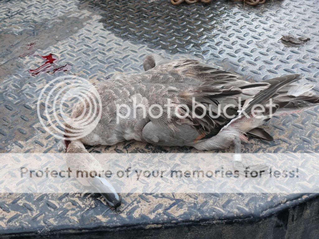 2010 Species Count by Texags | TexAgs